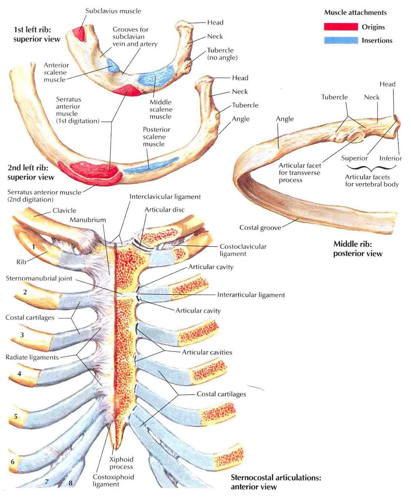 Anatomy Thorak ~ KEGAWATAN JIWA FAMILY