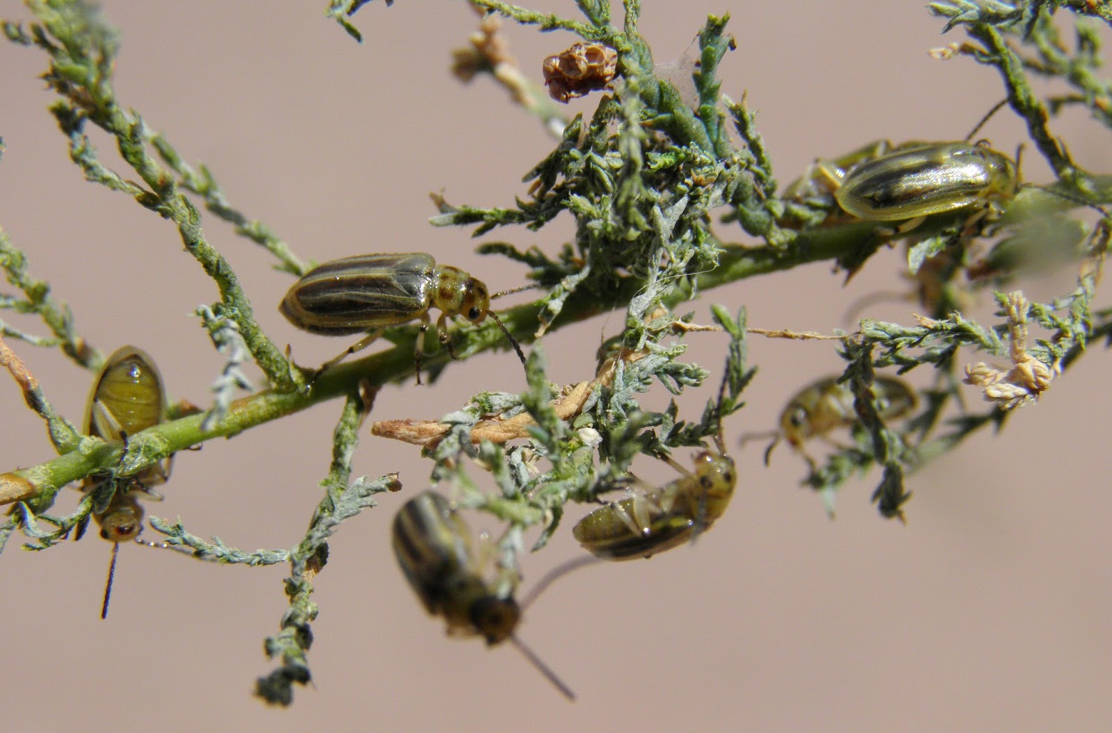 Arizona: Beetles, Bugs, Birds and more: Bug Safari 2015 - Northern Arizona