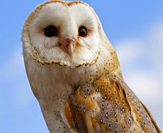 Thế giới của các loài cú - Ruby Book Origami