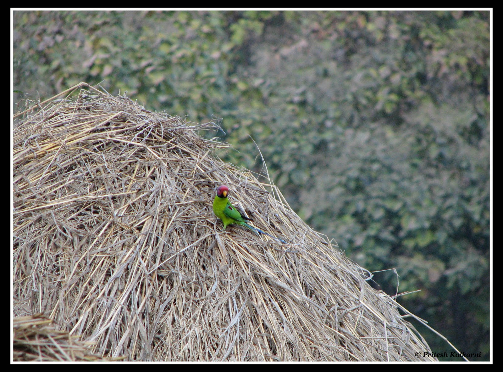 Travel blogs: Trip to Sinhagad Bird Valley and Sinhagad Fort