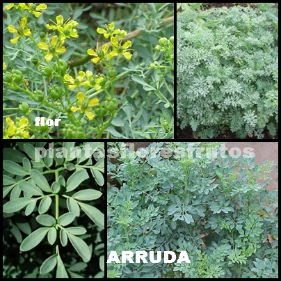 PLANTAS MEDICINAIS: ARRUDA - Ruta graveolens - Propriedades Medicinais ...