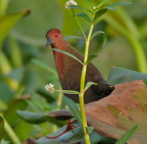 Ruddy-breasted crake | Birds of India | Bird World