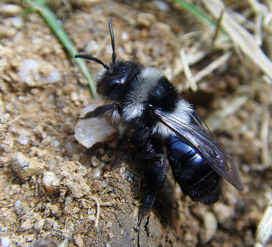 JRandSue: Mining-Bees