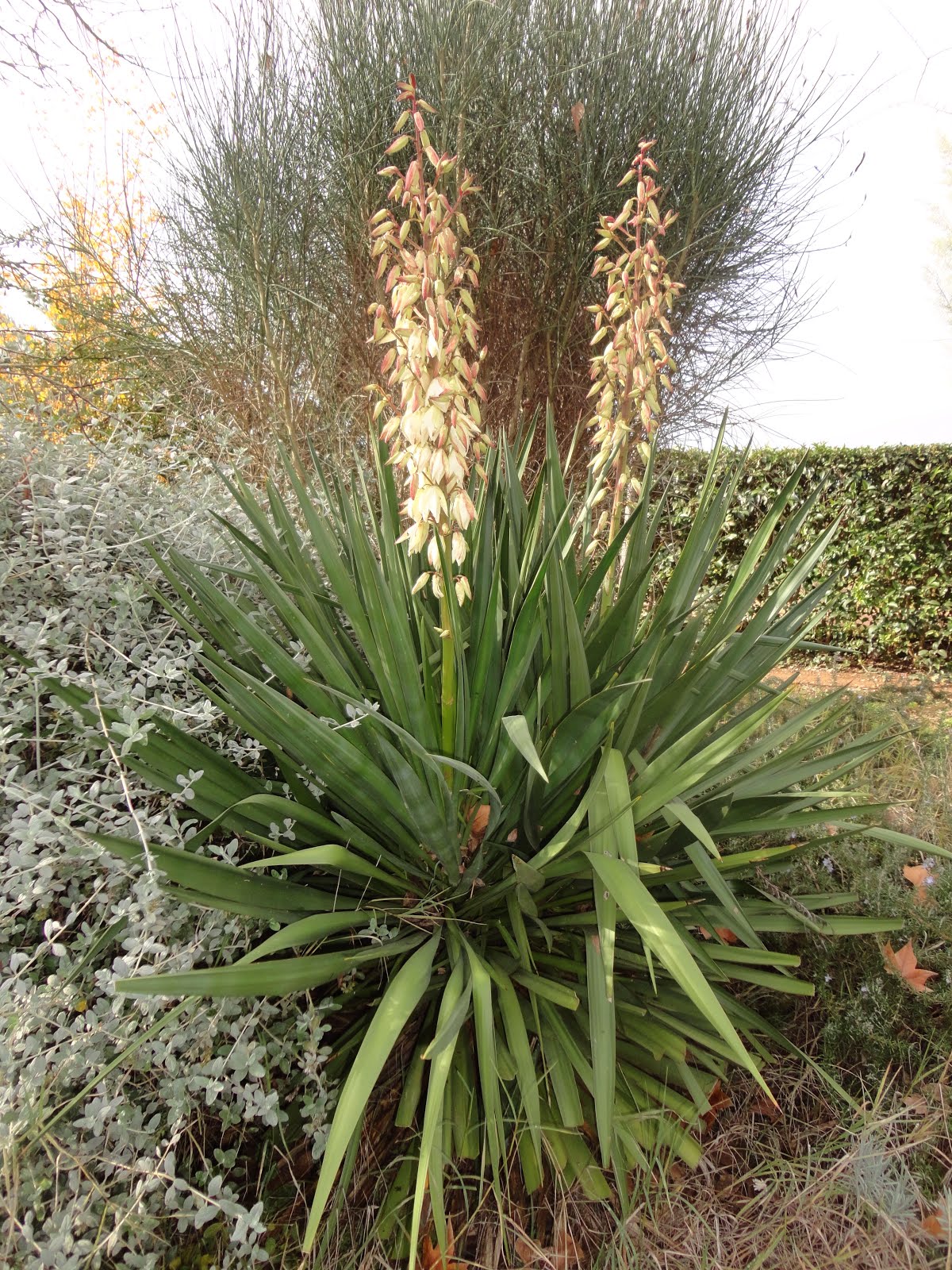 El Terrao - Dos urbanitas en el campo: LA YUCA EN FLOR