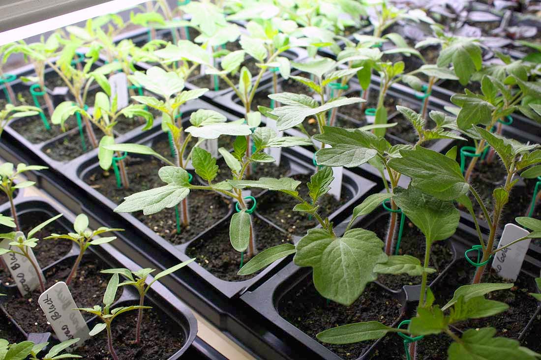 Judy Wise: More Spring, More Busting Out