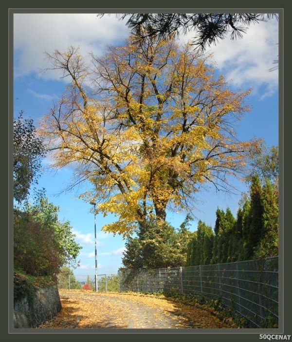 Hoş Geldiniz: Payiz fesline aid sekiller