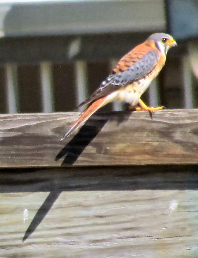 Foto Blog Puerto Rico: Fotos de Aves: Guaraguao, Falcón y Mas...
