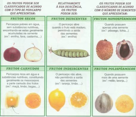 BIOLOGIA: Estrutura dos Frutos