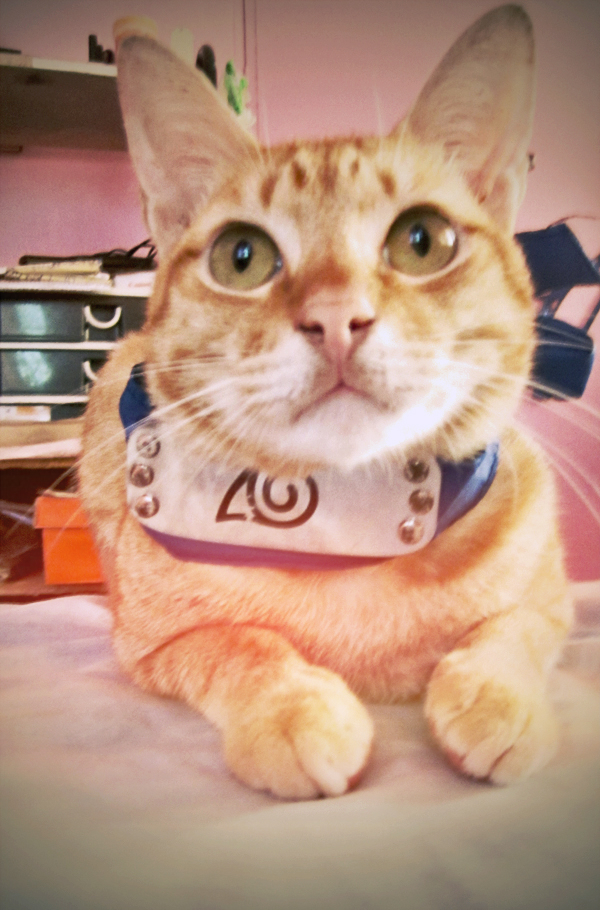 Lo que Mr. Gato opina sobre los "Narutards"