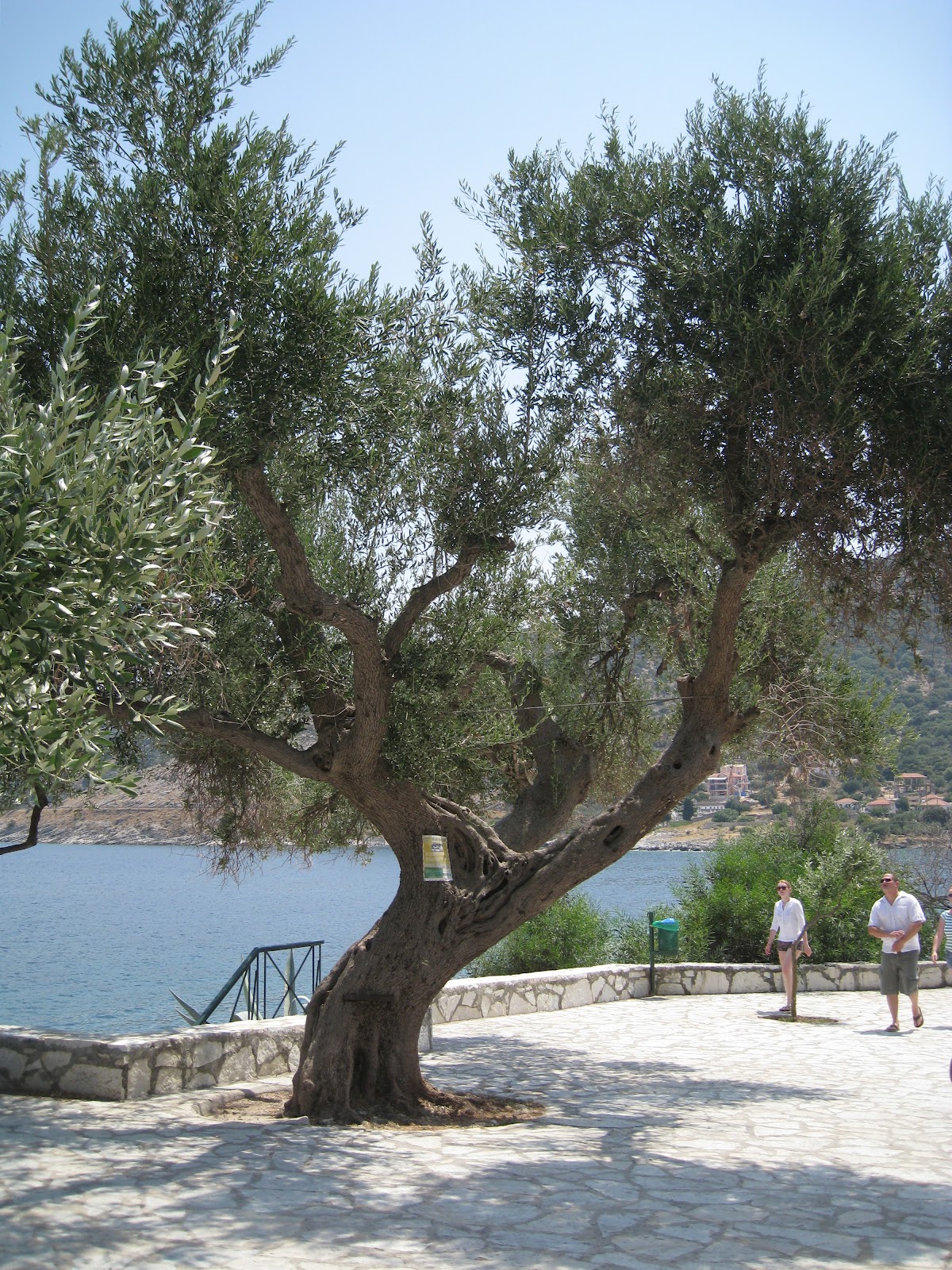 Impresii de calatorie: Zakynthos: Maslini (Zakynthos: Olive Trees)