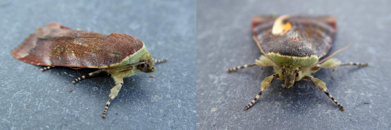 Julia Garner : Summer moths in North Cumbria