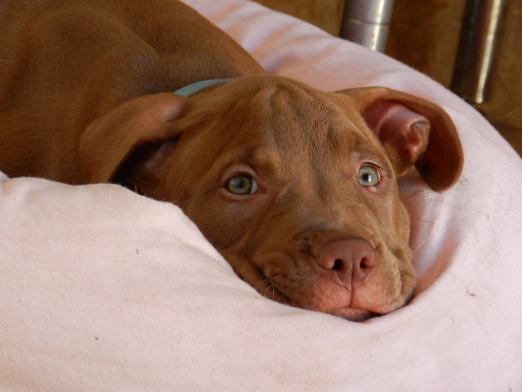 Descargar imagenes chidas gratis de todo tipo