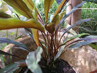 Rezeki Rayyan Nurseri: KUNYIT MERAH??