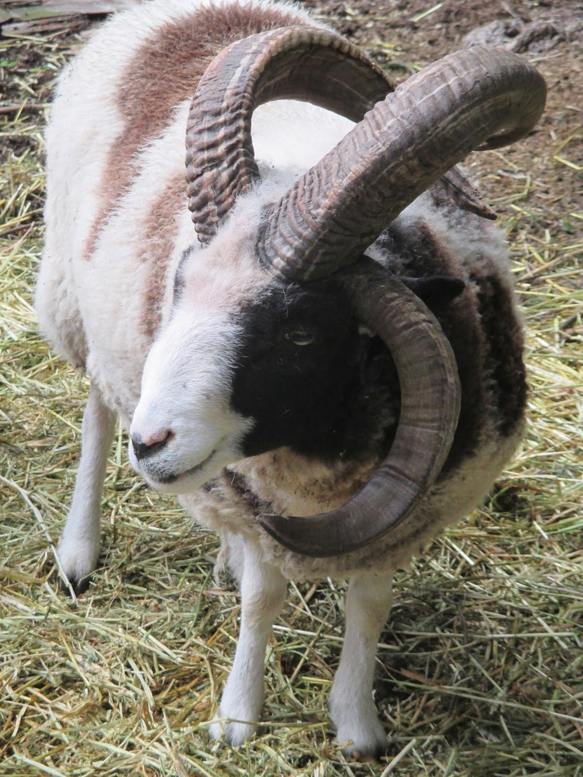 Red Dog, Spotted Sheep: My Rams ~ Sires For My 2016 Spring Lambs