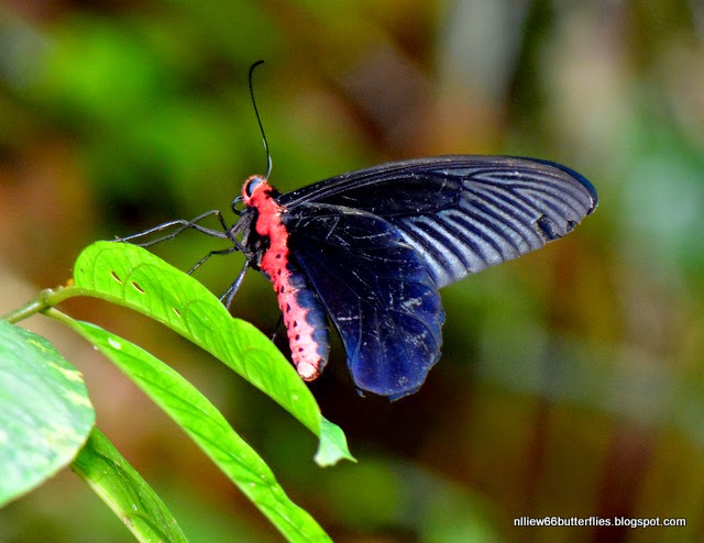 The Forested Path (and Beyond): BUTTERFLIES of RAUB: The Common Batwing ...