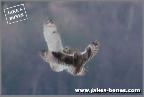 The amazing owl fight in photos : Jake's Bones