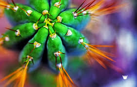 ESTAS DIVINIDADES PSIQUEMOLAN: 06/15/16