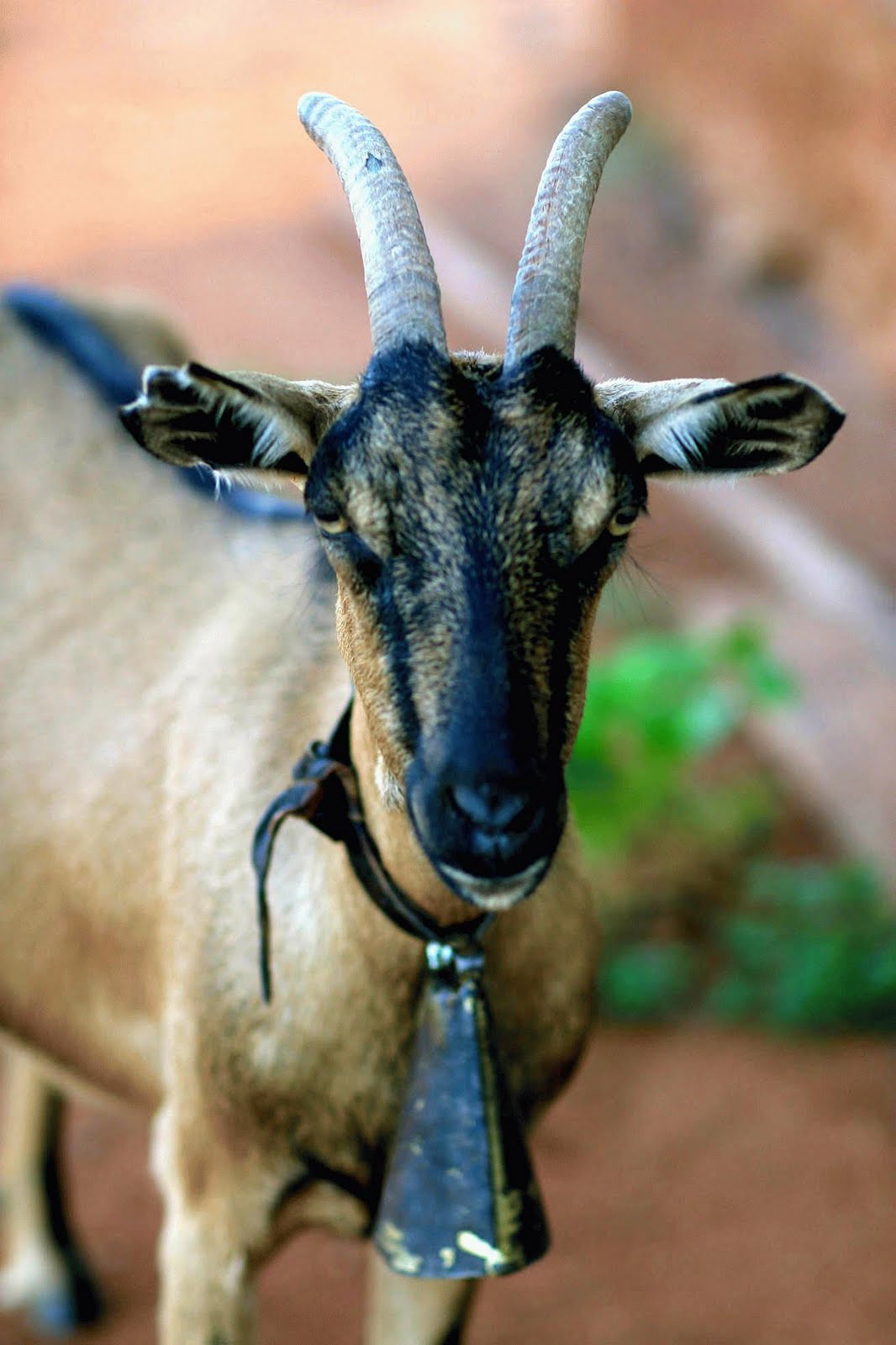 ATRAPALHOS: AGARRA O BODE!