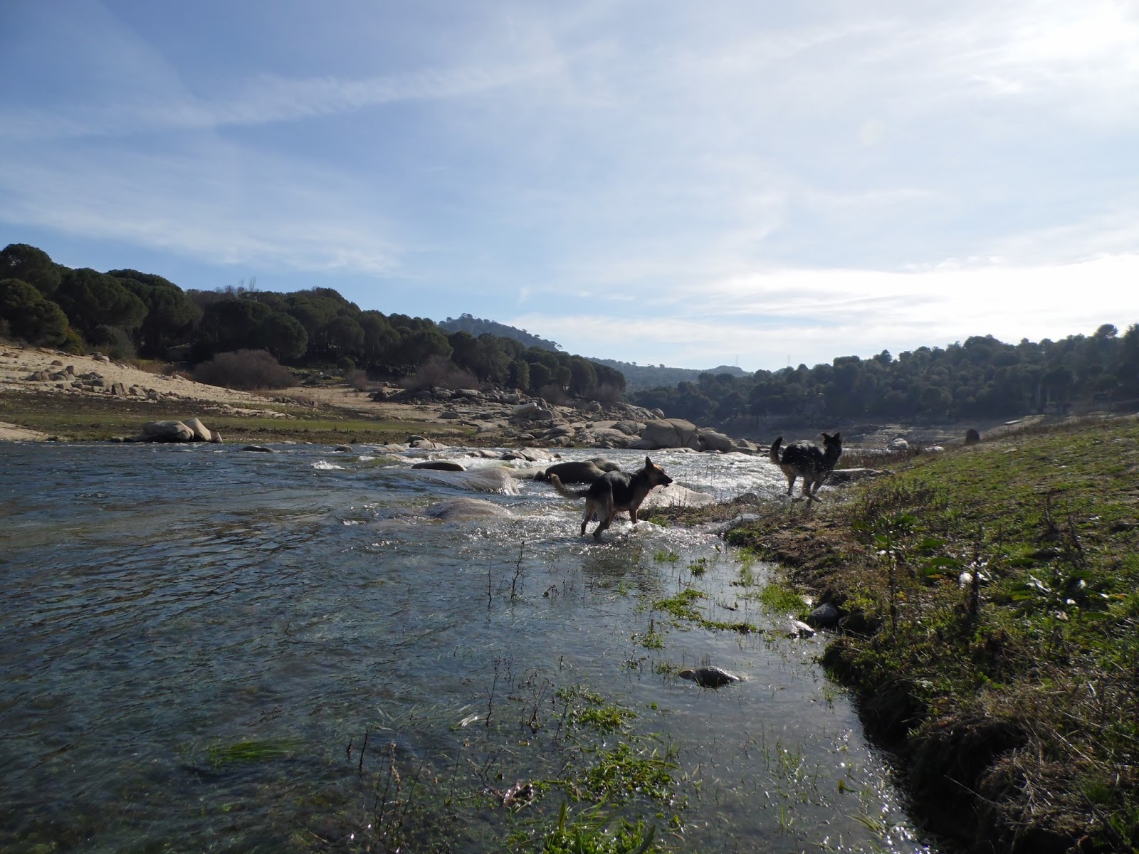 Paseo con mi perro: Ruta las Calas de Guisando
