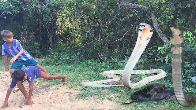 Amazing Children Catch Water Snake And Fish Using Bamboo Net Trap ...