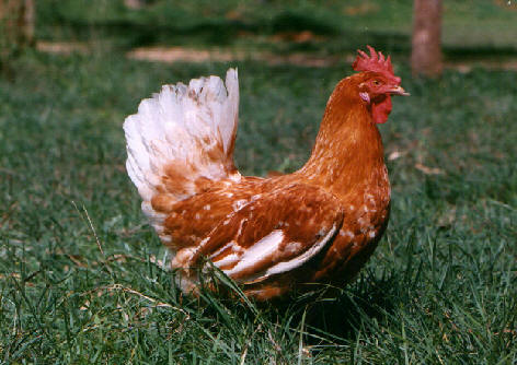 Swarnadhara poultry breed's benefits, no chicken feed | Agri Gossip