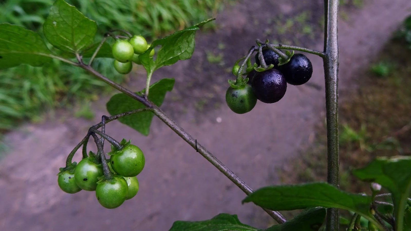 MAP: MELBOURNE WEEDS 3 - BLACK NIGHTSHADE