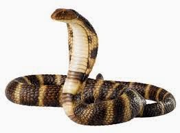 Sains mengkaji Alam dan makhluk ciptaan ALLAH: CIRI-CIRI KHAS HAIWAN ...