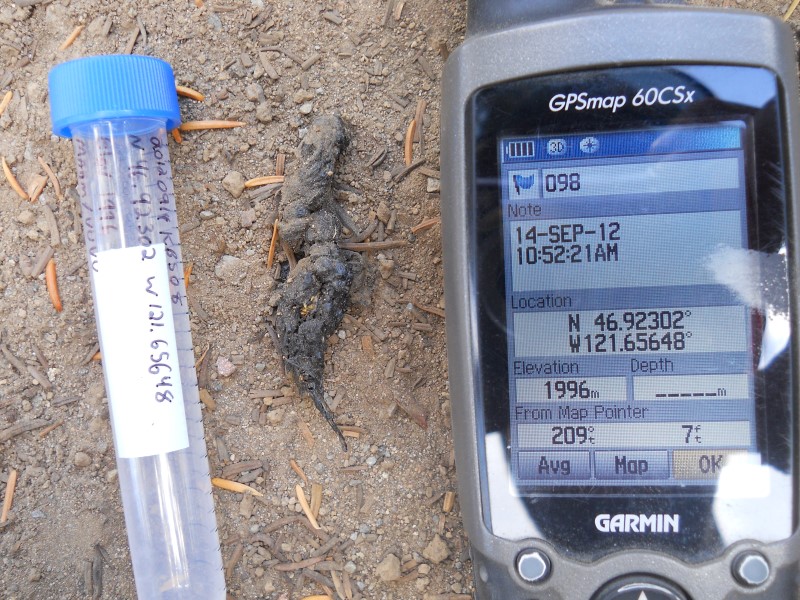 Cascades Carnivore Project: What does marten scat look like?