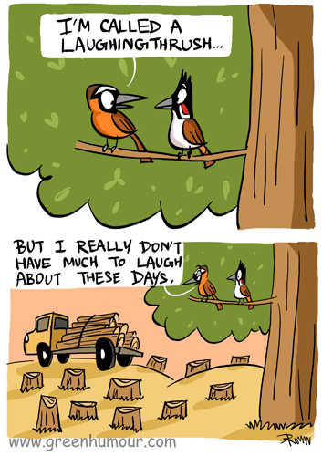 Green Humour: The Laughingthrush