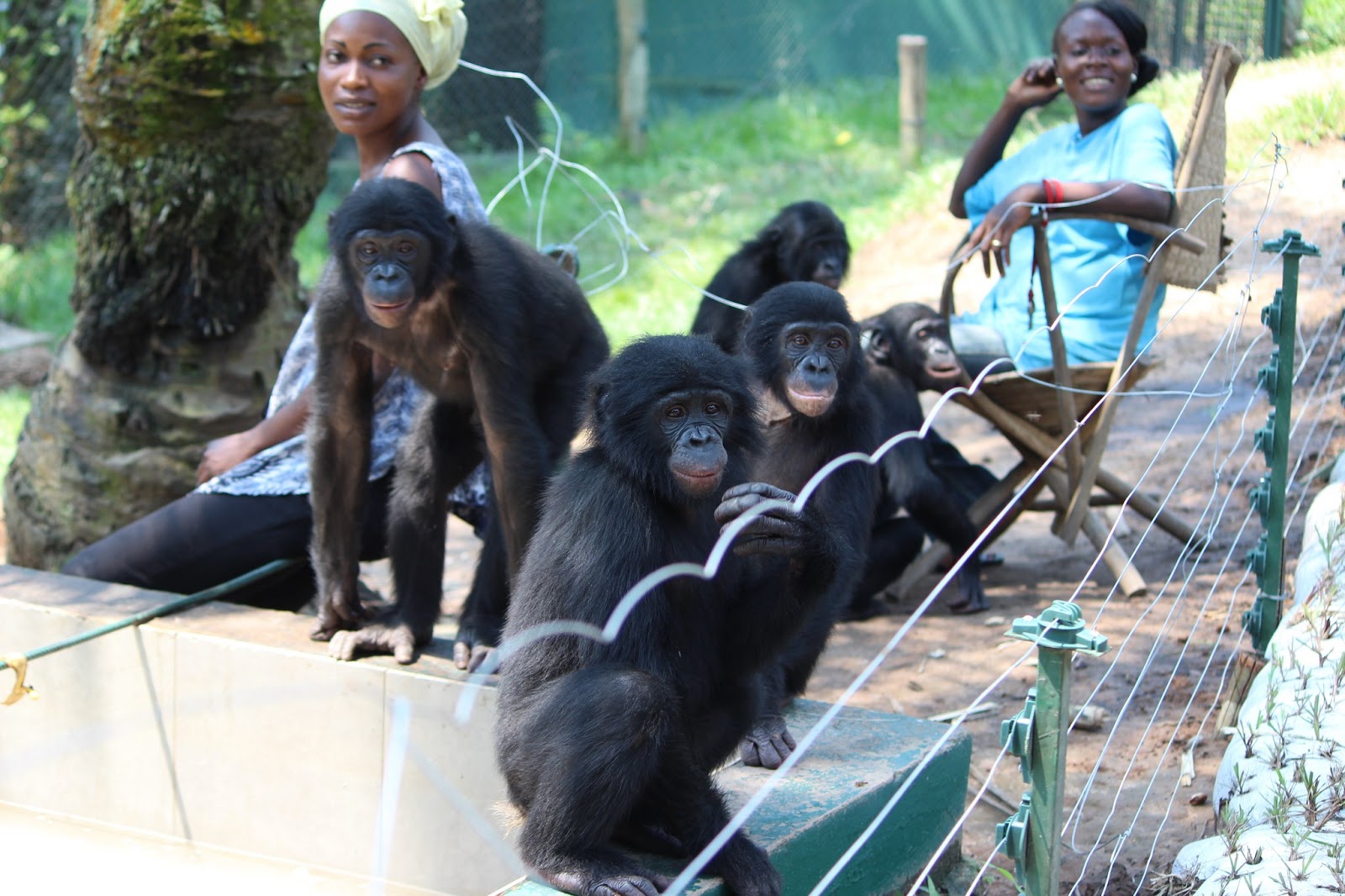 Elder and Sister Gates: The Bonobos!