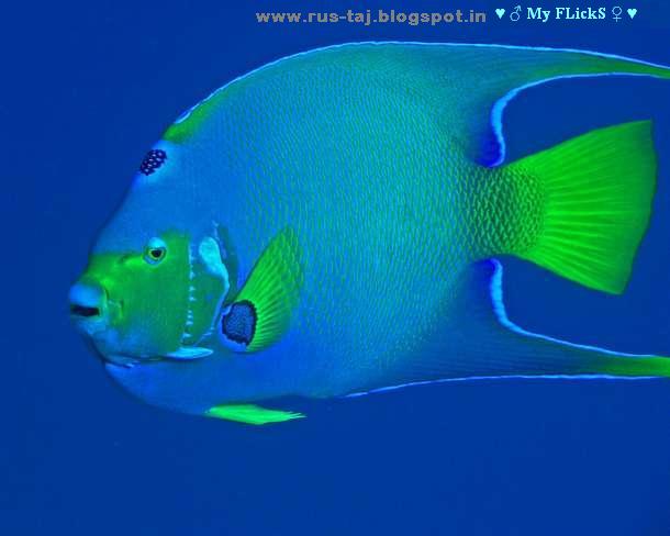 ♥ ♂ My FLickS ♀ ♥: Very Rare Creatures