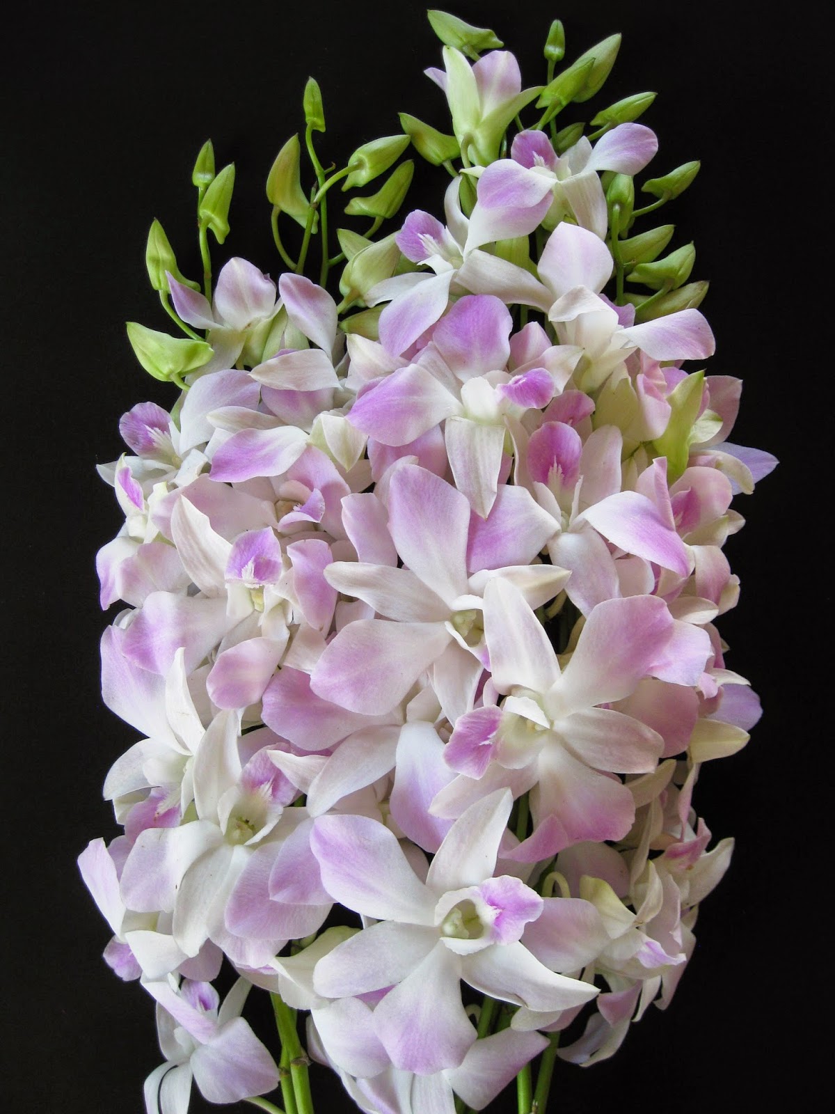 Ten Exquisite Pink Orchid Flowers for Spring | Orchidaceous! Orchid Blog