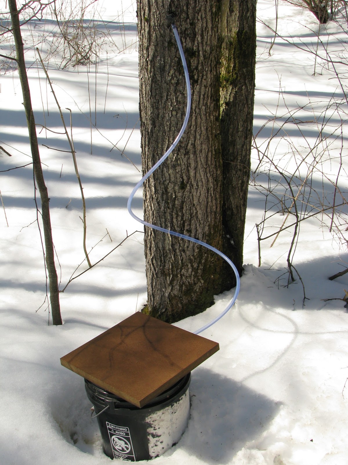 Our Small Farm in the Woods: Making Maple Syrup