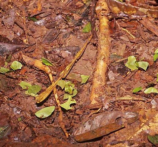 Tribal people in India eat Red Ants to Strengthen Immune System ...