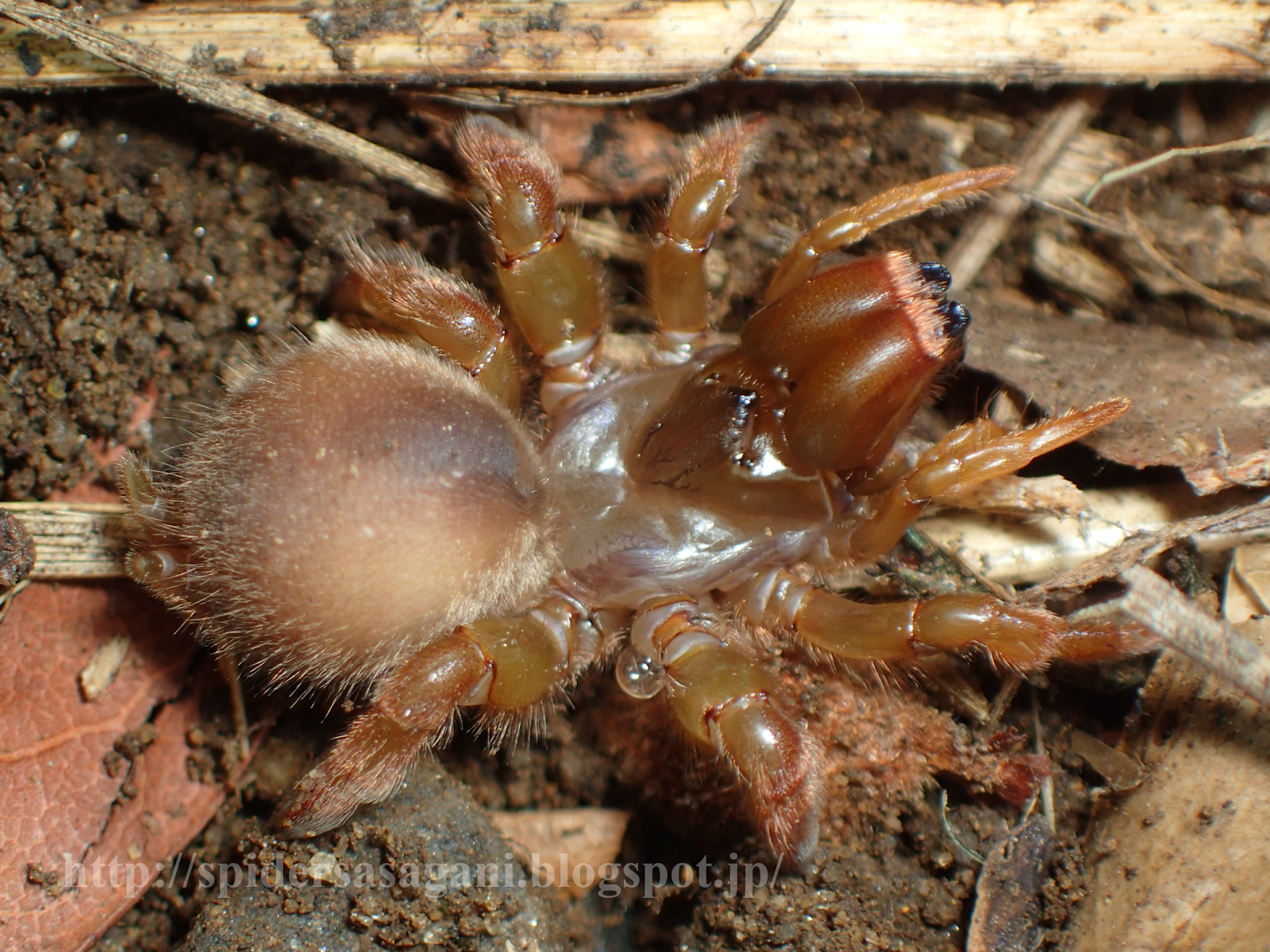 細蟹屋: Atypidae ジグモ科