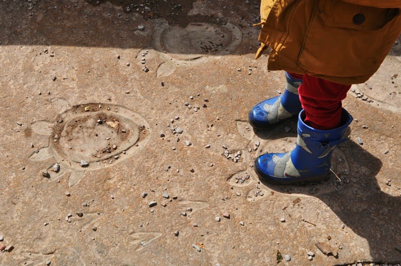 A WEEKEND WOODLAND TRAIL IN PICTURES | WILD & GRIZZLY