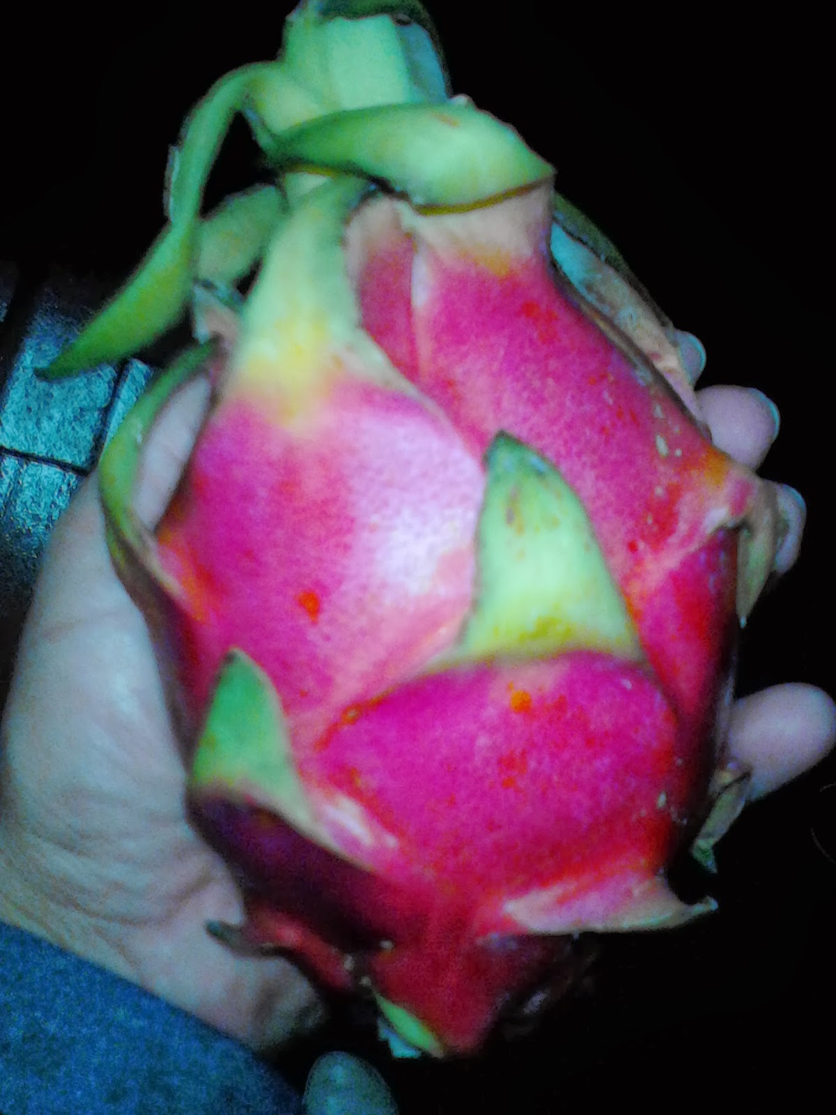 A Minha Pequena Horta: Pitaya Rosa - A fruta do momento, A Prova