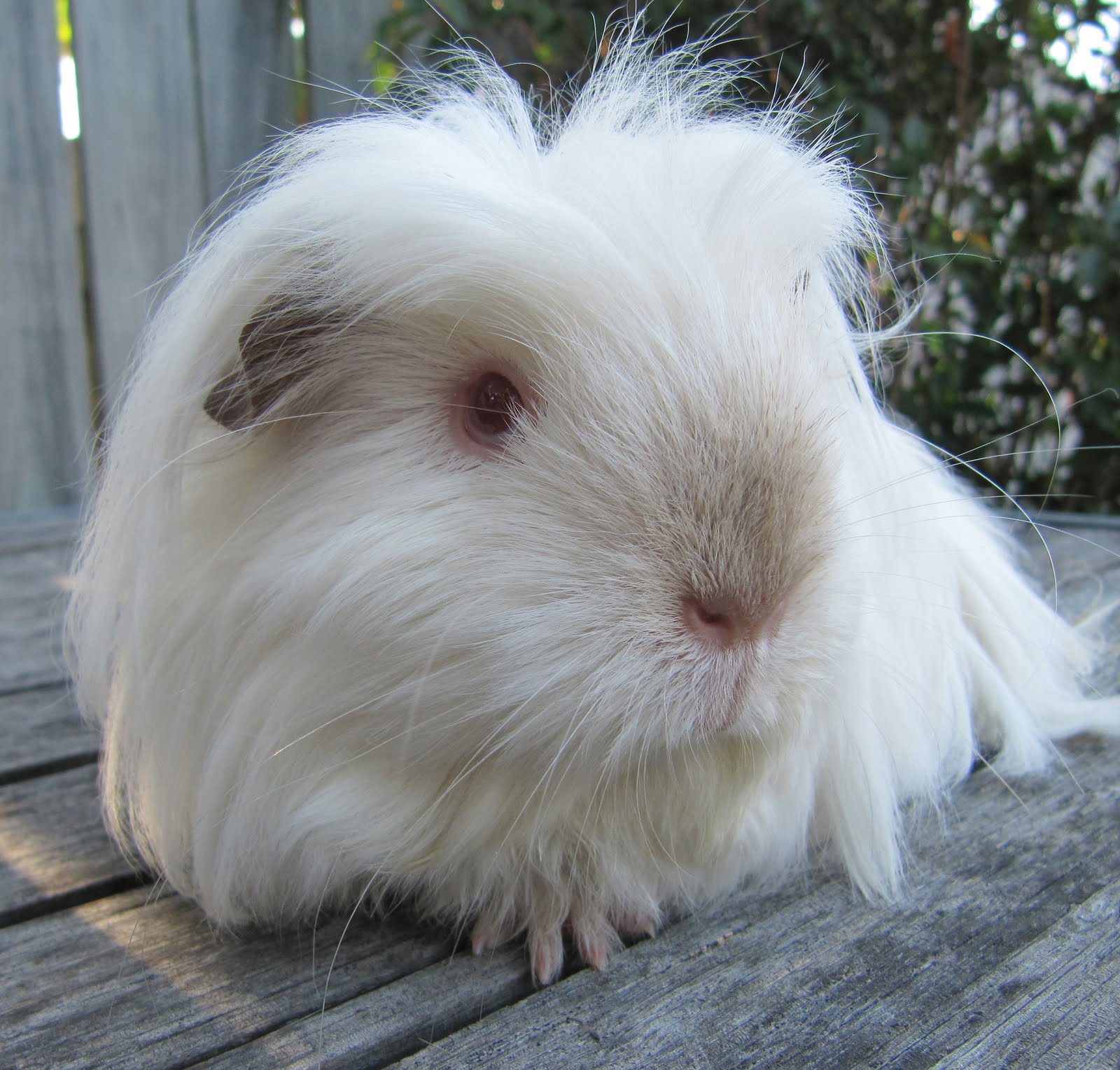 All Things Guinea Pig: Finally - some pedigree texel females!