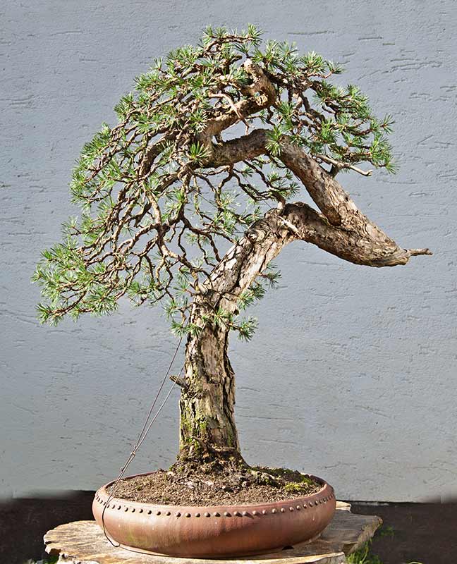 Walter Pall Bonsai Adventures: Scots pine #4