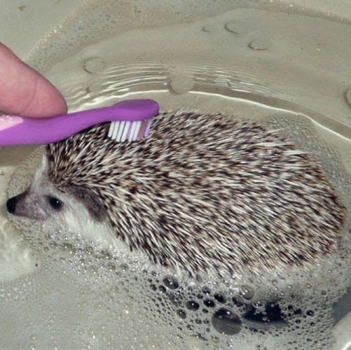 Te lo digo y te lo comento: Cuidados y doma del erizo de tierra