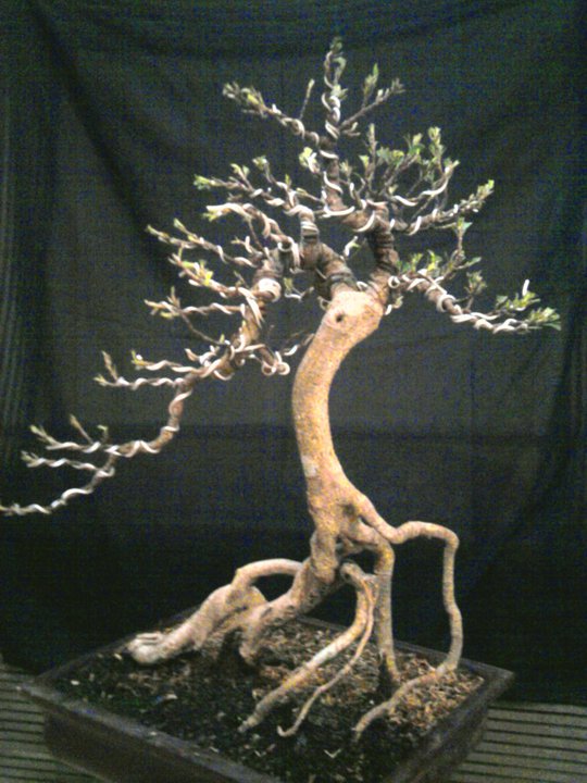 beiby bonsai: beringin elegan