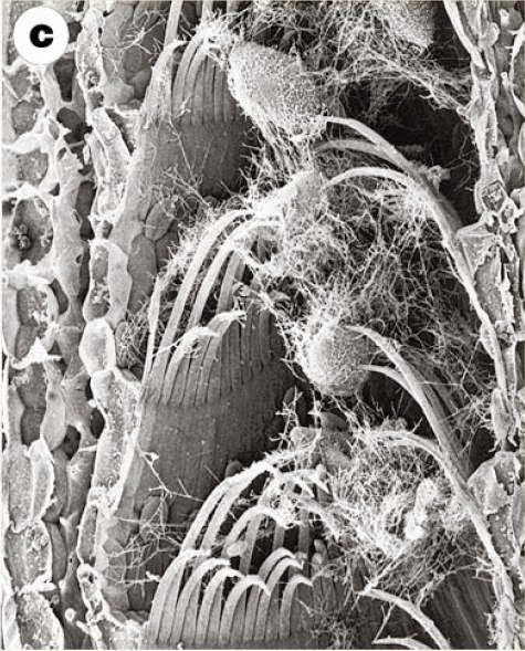 吃肉的植物Genlisea