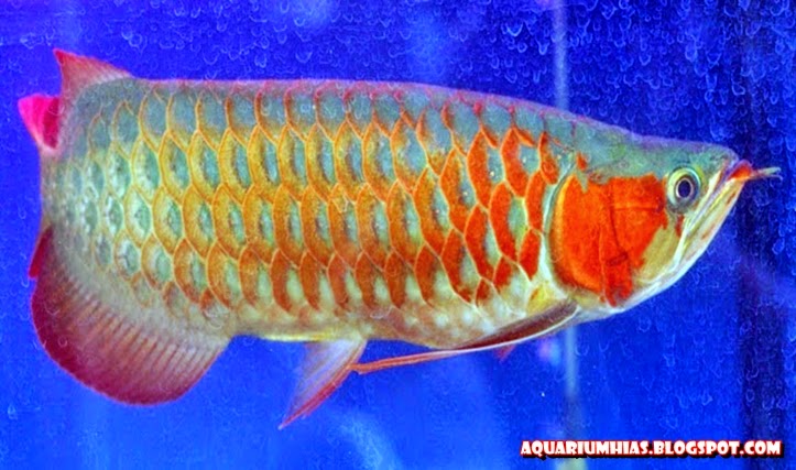 Jenis dan Tipe Arwana Super Red ~ Dunia Air