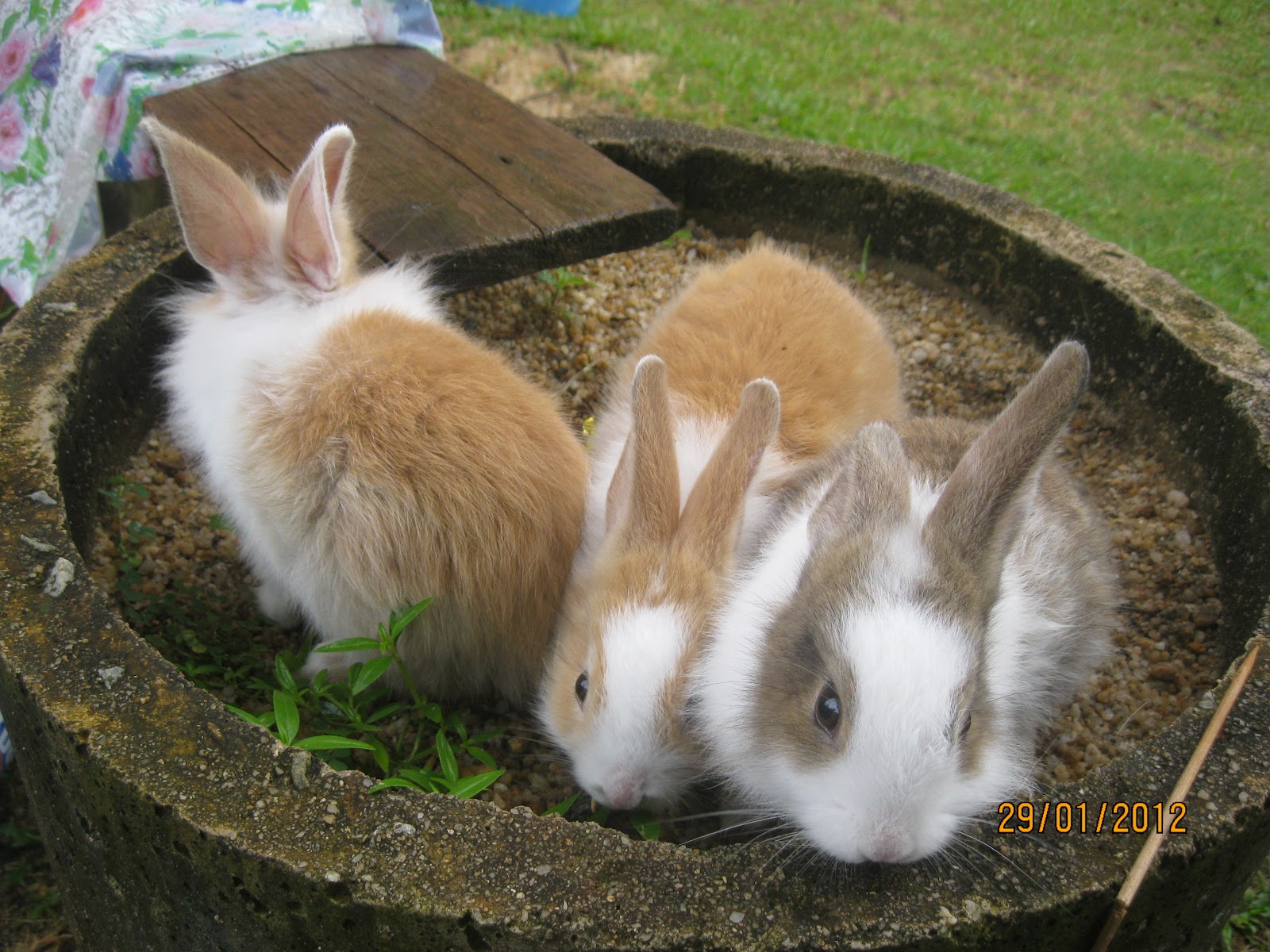 ARNAB COMEYYY......: TIPS MENJAGA ARNAB...