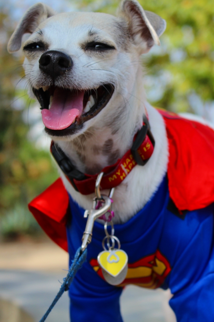 HAPPYHAZEL: SuperHappy is Here! Dog Halloween Costume from ...