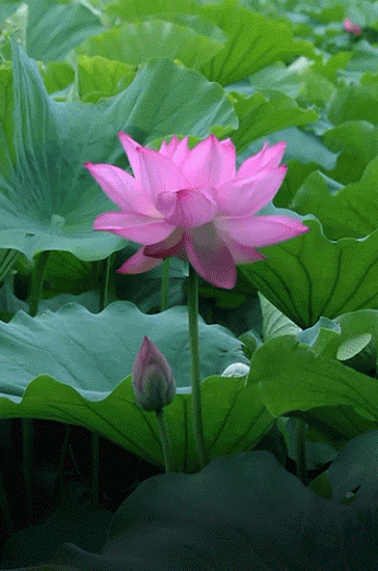Decent Image Scraps Animated Lotus Flower