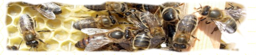 La gran familia de los himenópteros, en especial las abejas