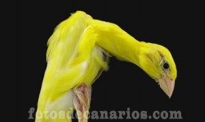 LOS CANARIOS DE POSTURA: Canarios Rizados (2)