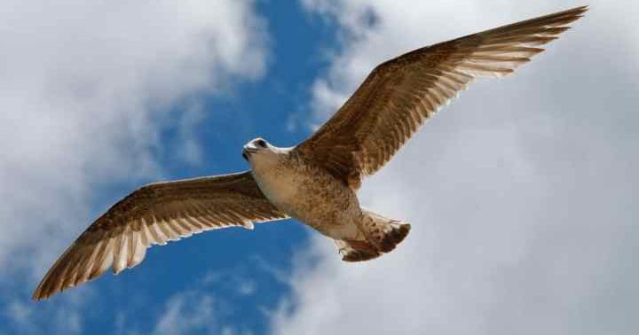 Mengapa Burung Bisa Terbang? Ini Penjelasannya | Naviri Magazine