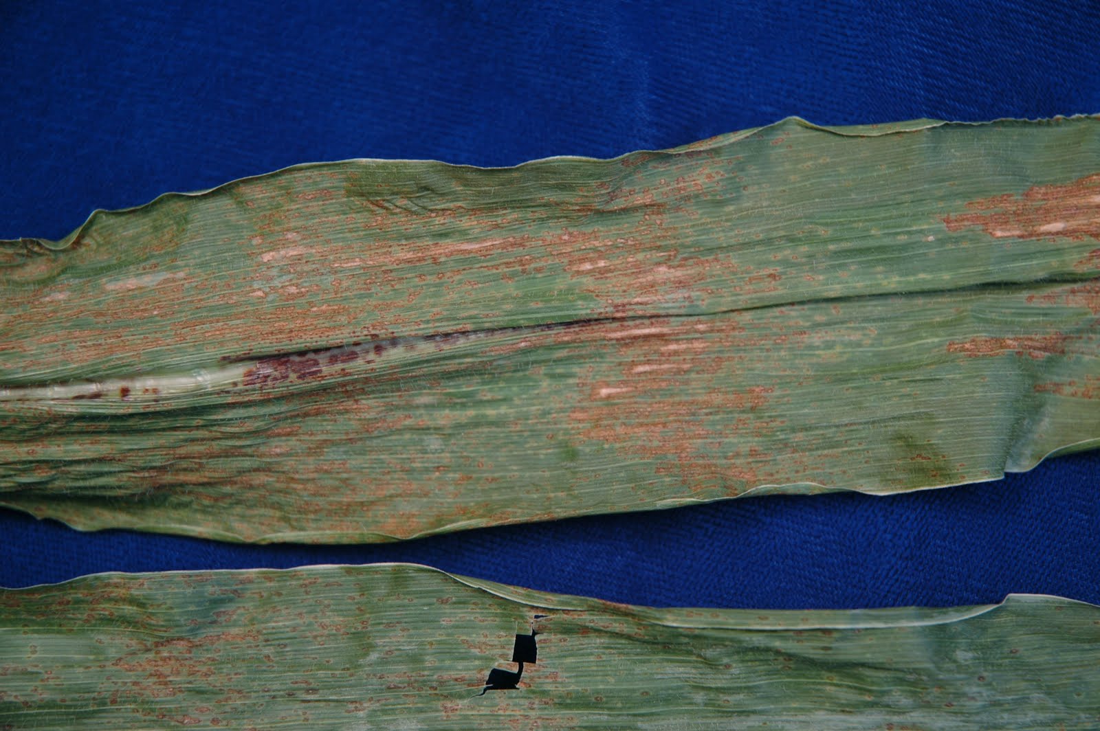 University of Illinois Plant Clinic: How We Identify Corn Leaf Diseases ...